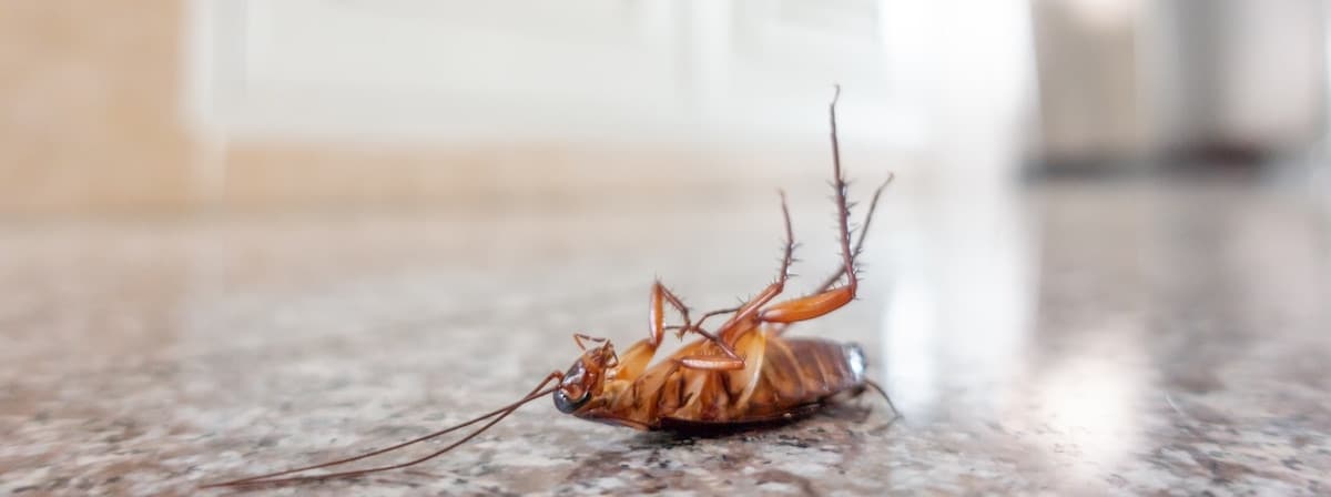 Signs of Pest Invasion In Your Home | Gregory's Pest