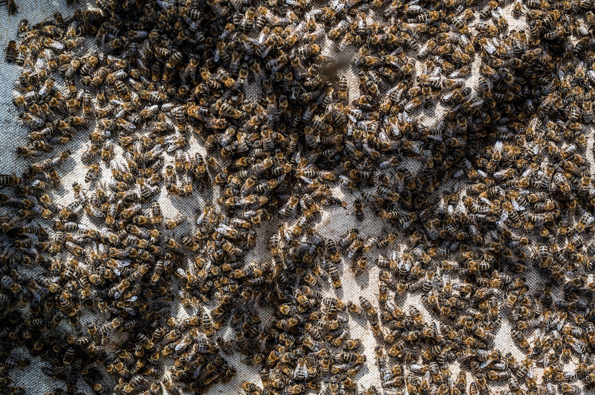 Bee Removal Coral Springs | Bee Control | Wasp Exterminator